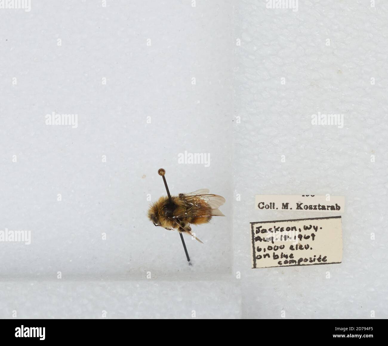 Jackson, Teton, Wyoming, United States, Bombus sp., Animalia ...