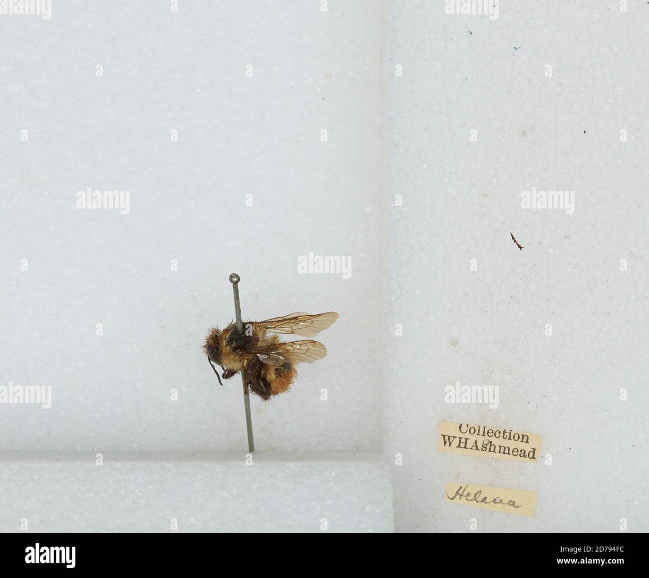 Helena, Oregon, United States, Bombus sp., Animalia, Arthropoda ...