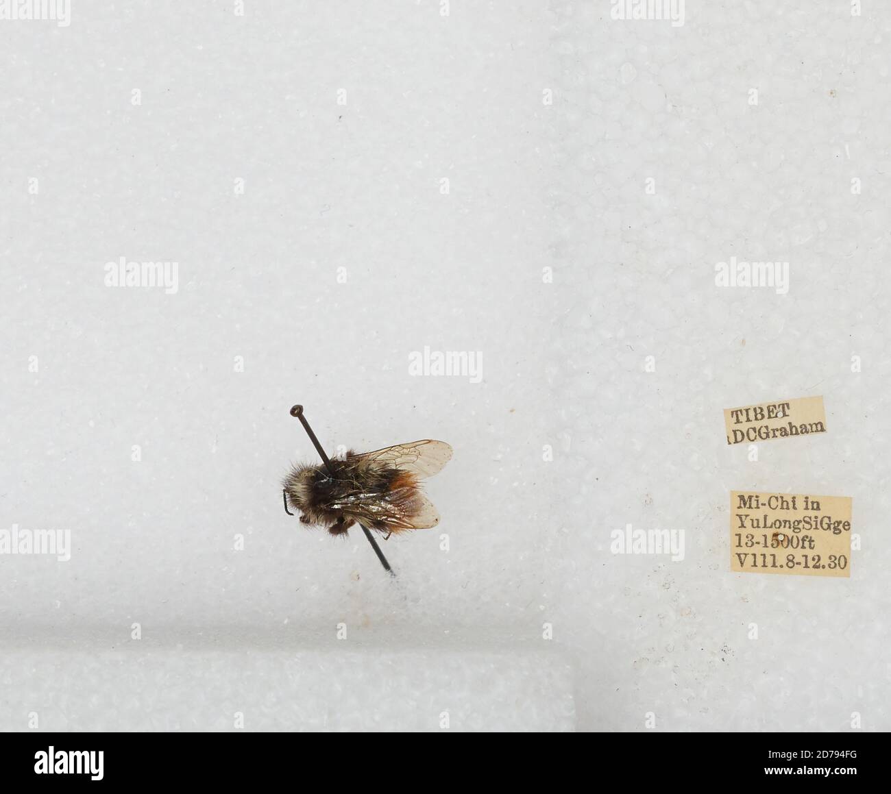 Mi-Chi in Yu Long Si Gorge, Tibet Autonomous Region, China, Bombus sp ...