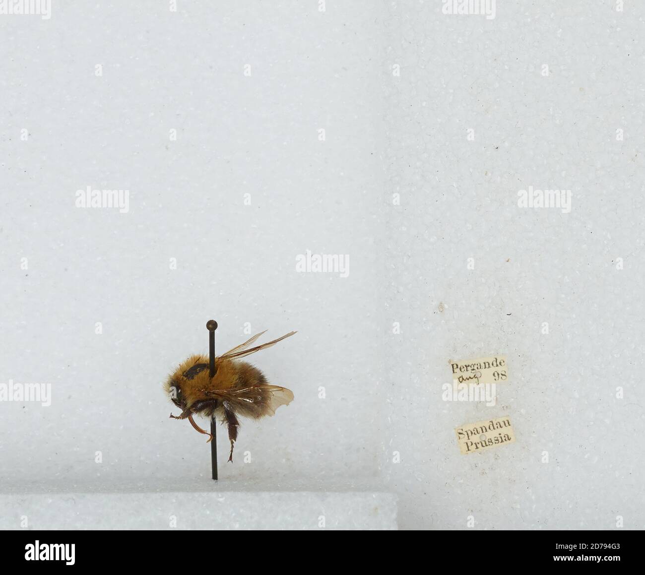 Spandau, Berlin, Germany, Bombus sp., Animalia, Arthropoda, Insecta ...