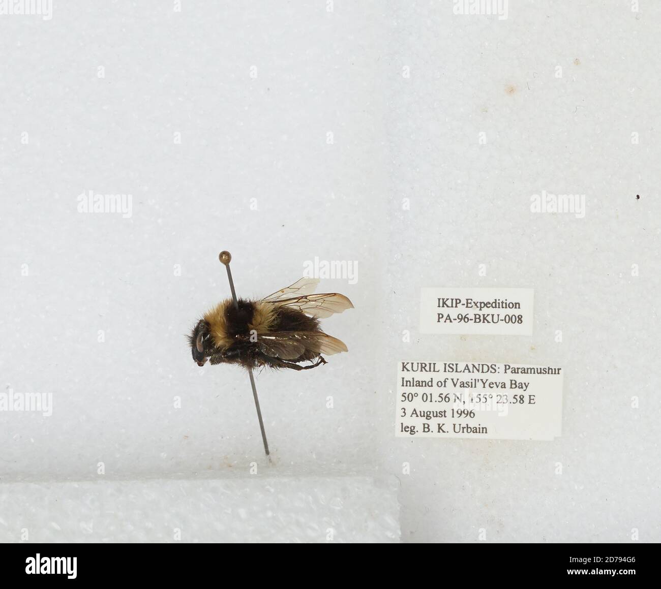 Kuril Islands, Paramushir Island, Inland Of Vasil' Yeva Bay, Sakhalin ...