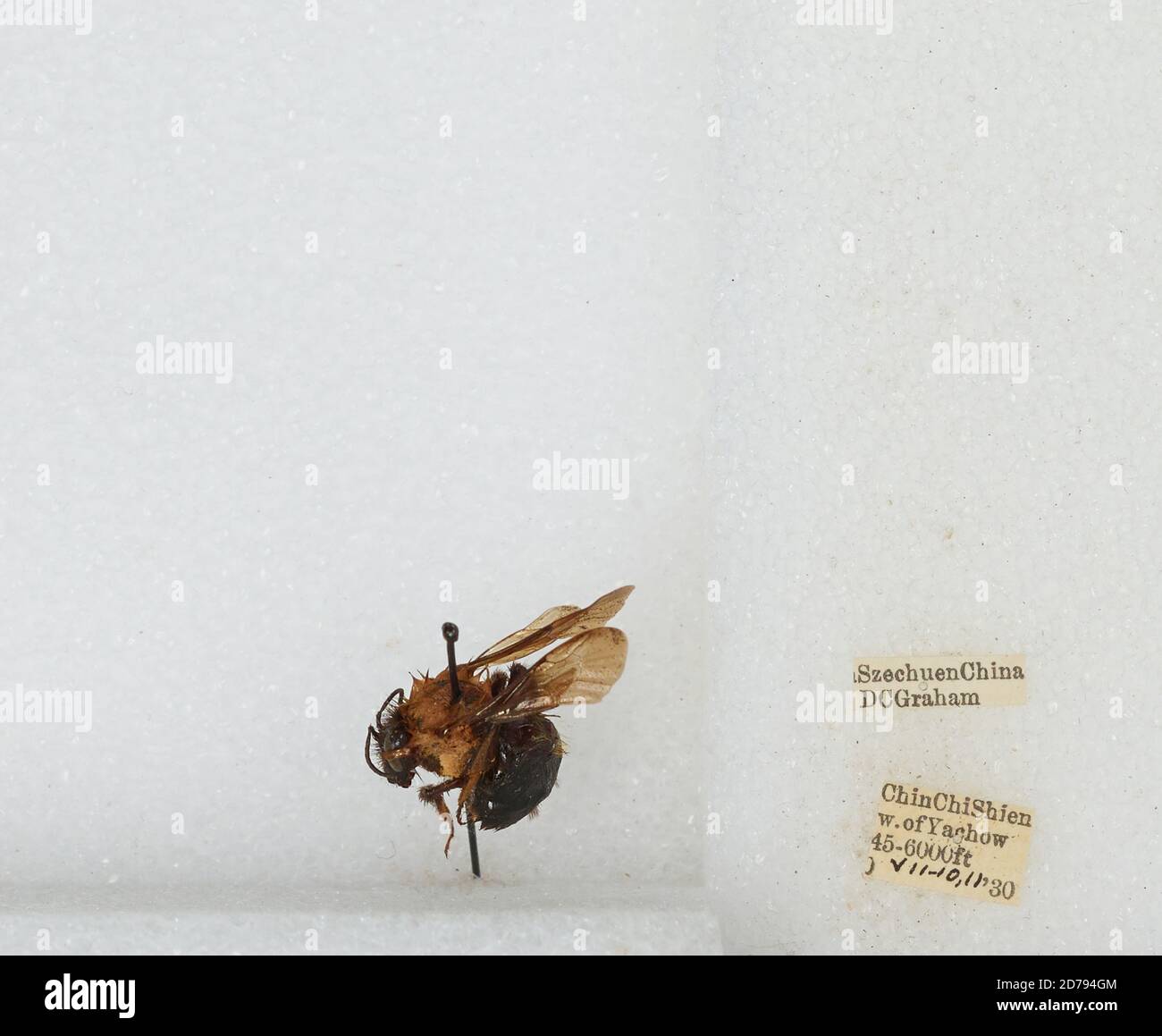 Chin Chi Shien, West of Yucheng, Sichuan, China, Bombus sp., Animalia ...