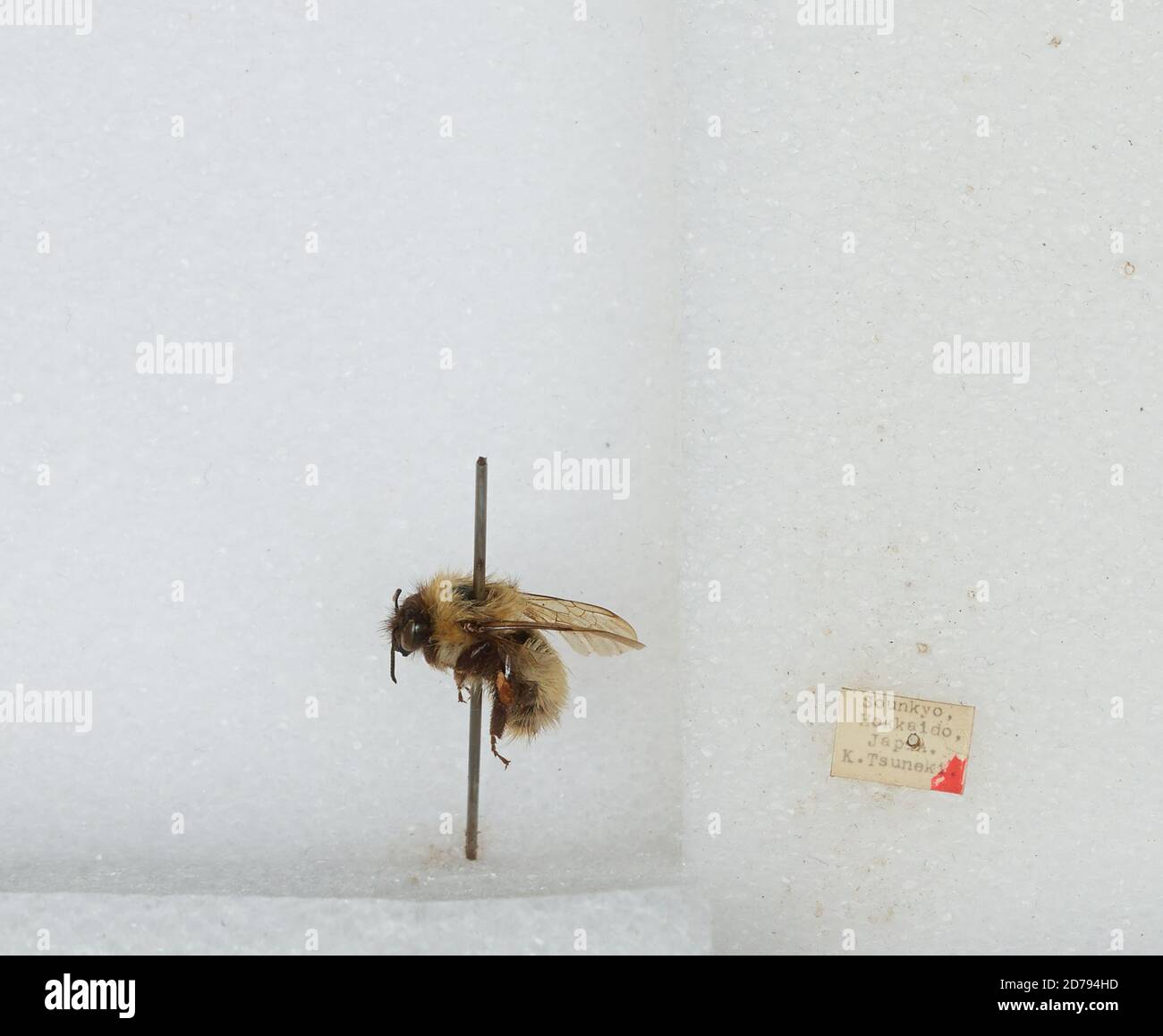 Sounkyo, Hokkaido, Japan, Bombus sp., Animalia, Arthropoda, Insecta, Hymenoptera, Apidae, Apinae ...