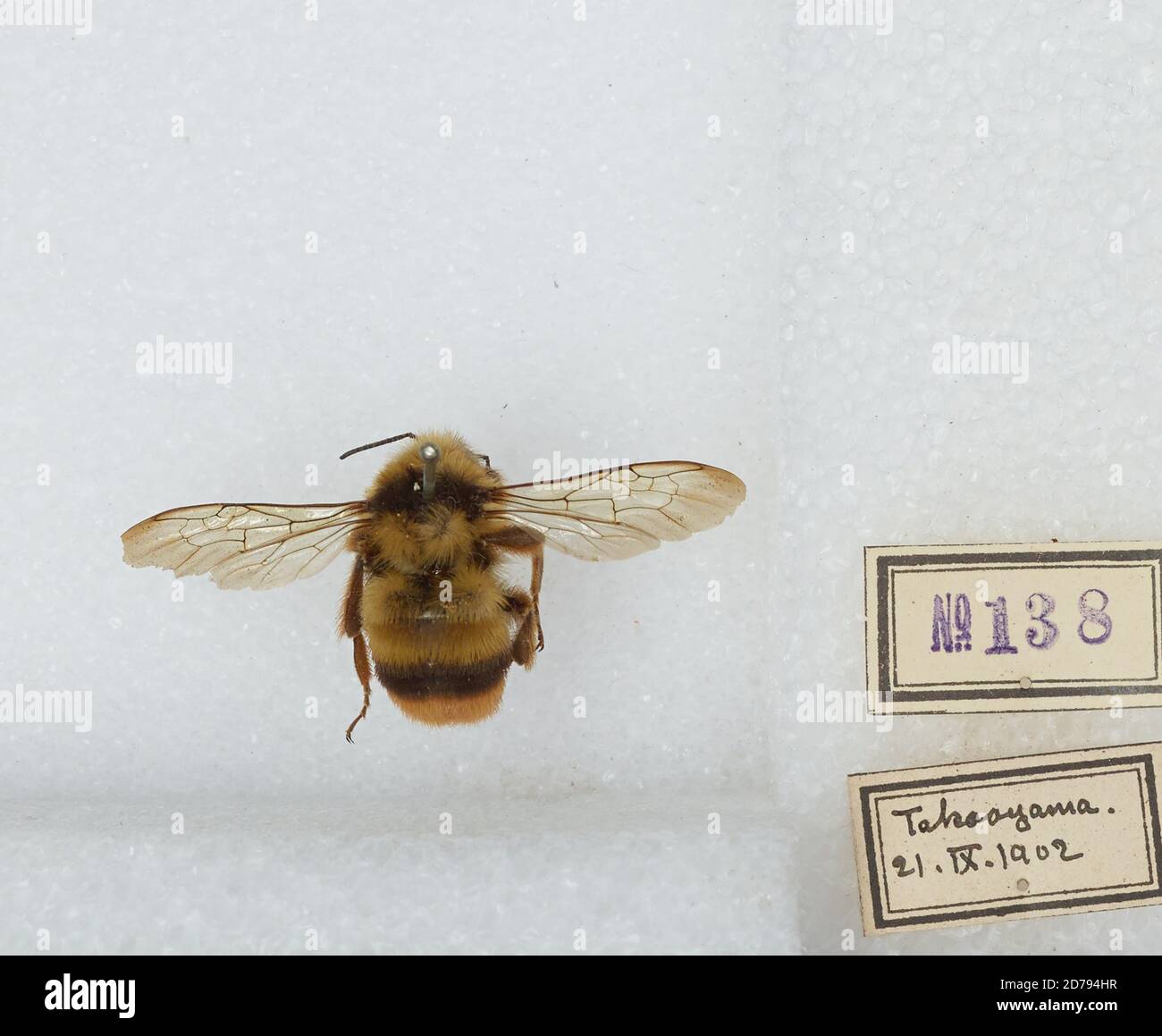 Takayama, Gifu, Japan, Bombus sp., Animalia, Arthropoda, Insecta ...