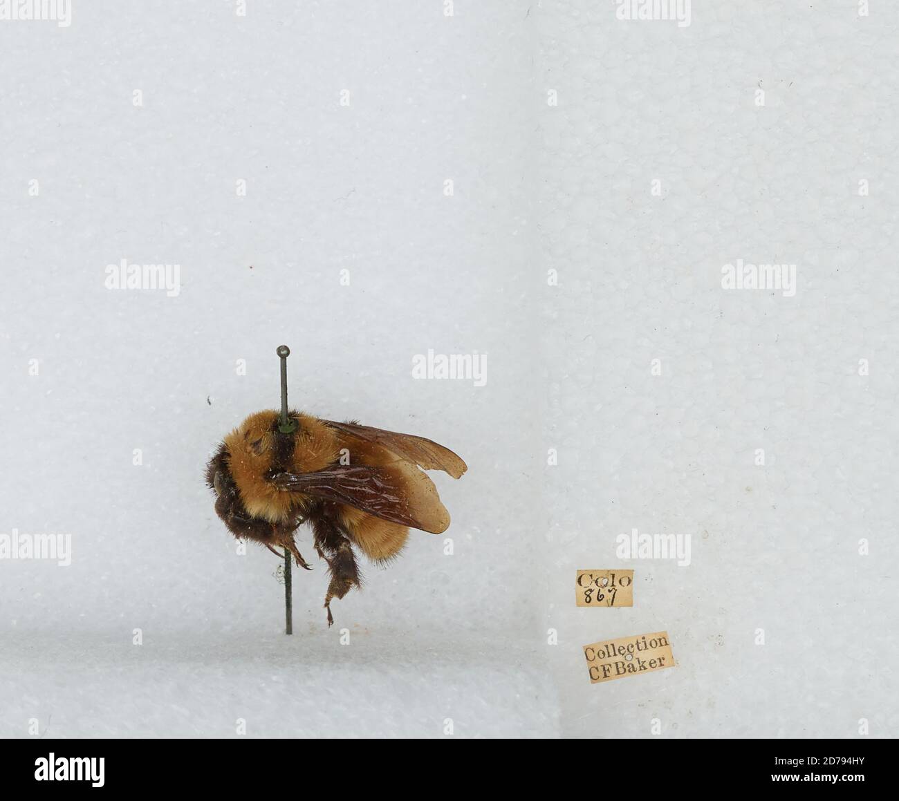 Colorado, United States, Bombus sp., Animalia, Arthropoda, Insecta ...