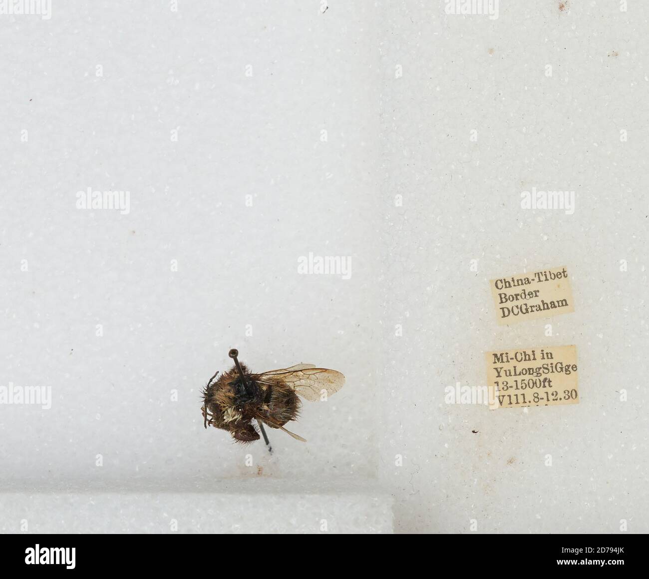 Mi-Chi in Yu Long Si Gorge, China Tibet border, China, Bombus sp ...