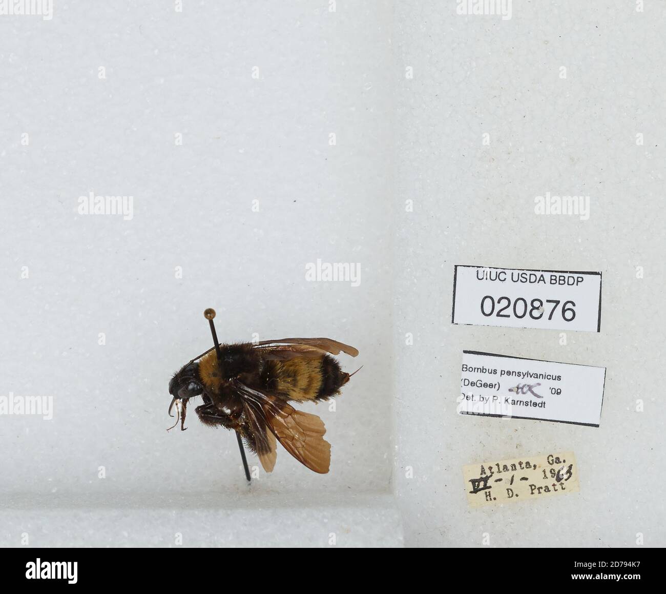 Atlanta, Fulton, Georgia, United States, Bombus sp., Animalia ...