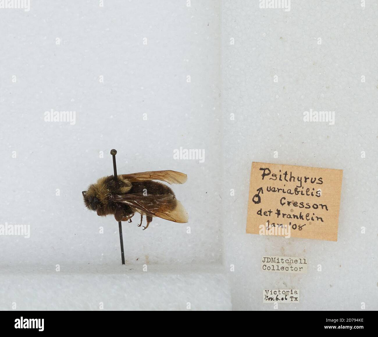 Victoria, Texas, United States, Bombus (Psithyrus) variabilis (Cresson ...