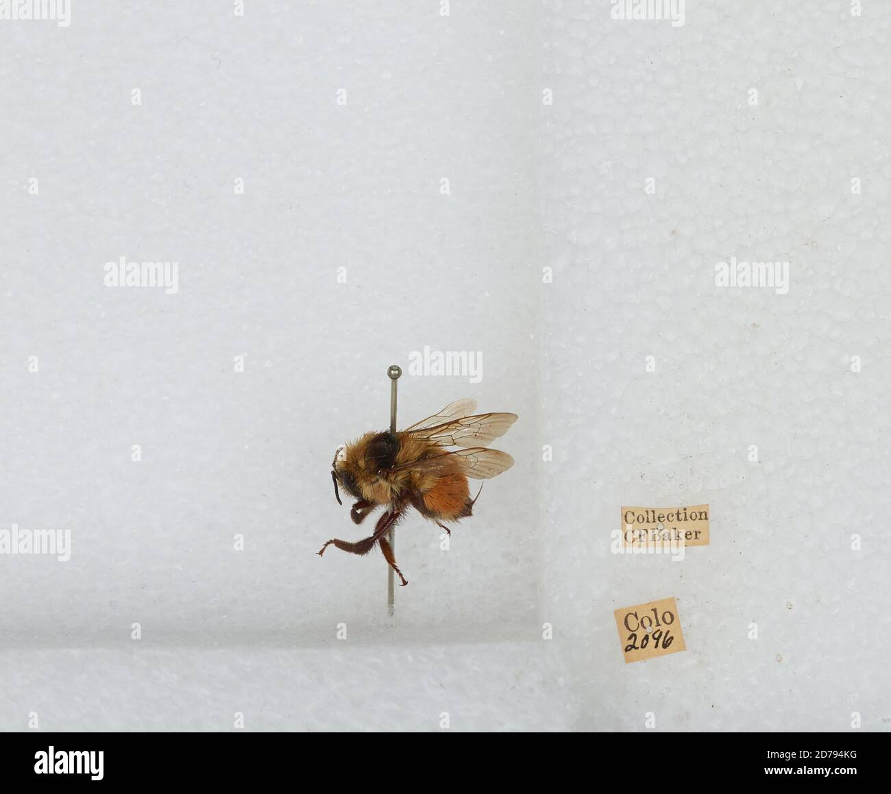 Colorado, United States, Bombus sp., Animalia, Arthropoda, Insecta ...