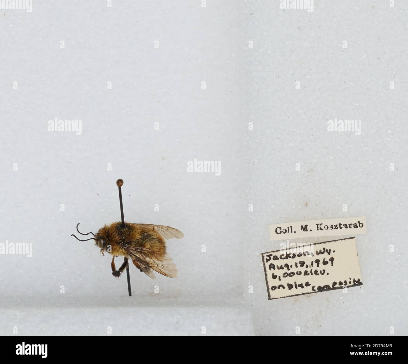 Jackson, Teton, Wyoming, United States, Bombus sp., Animalia ...