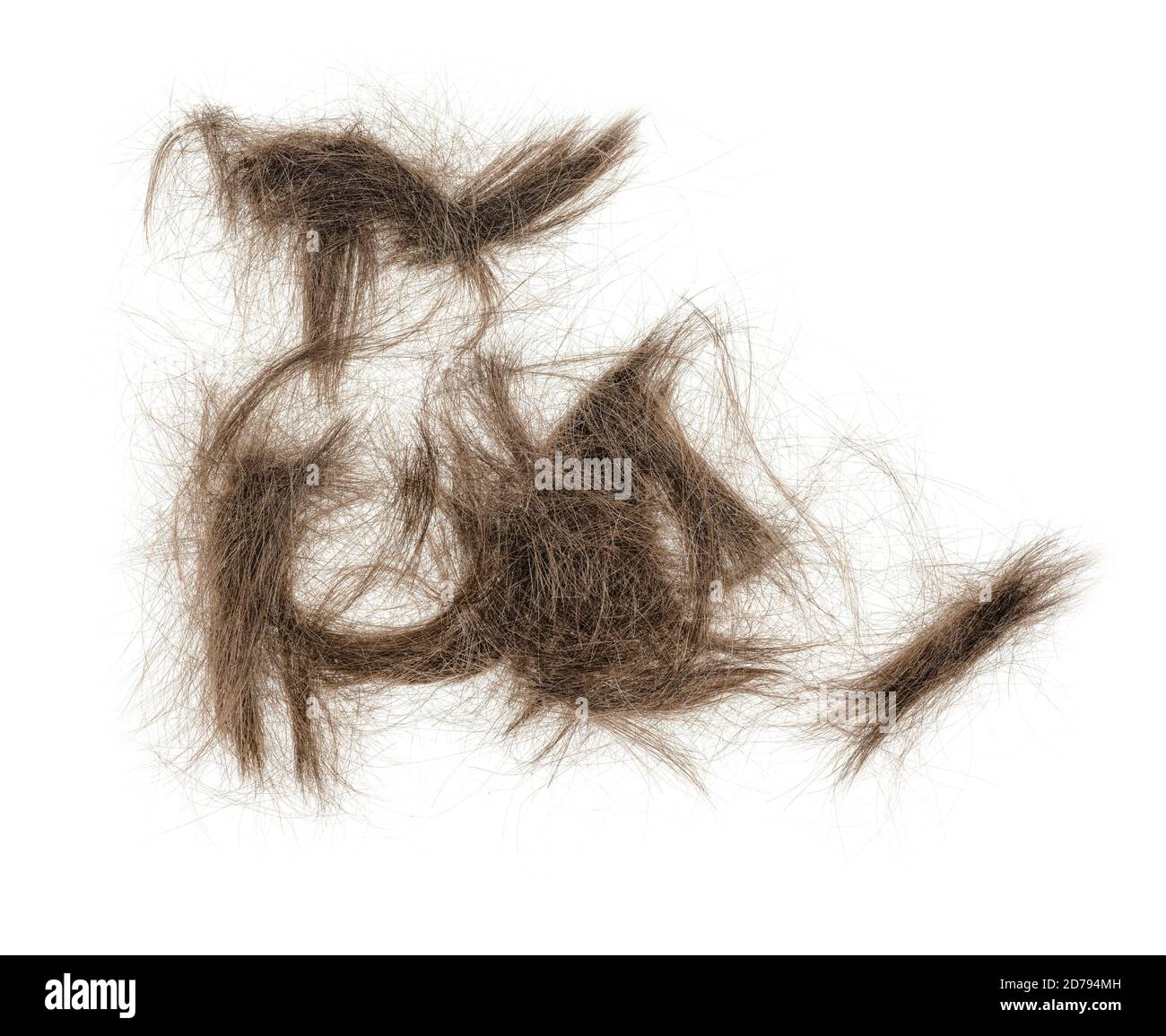 Hair bundle isolated on white background. tuft hair close-up Stock ...