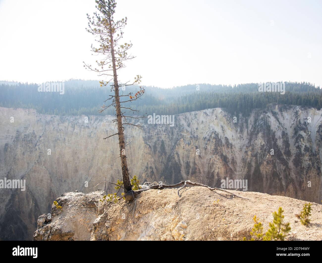 Pine Tree Hanging on to Life Stock Photo - Alamy