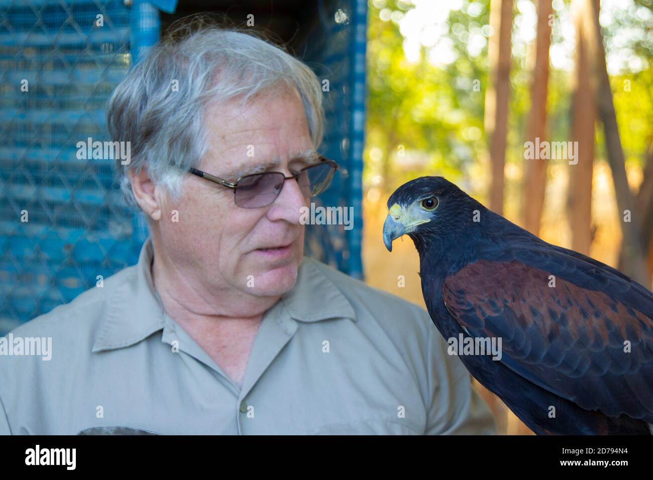 Falconer with harriss hawk hi-res stock photography and images - Alamy