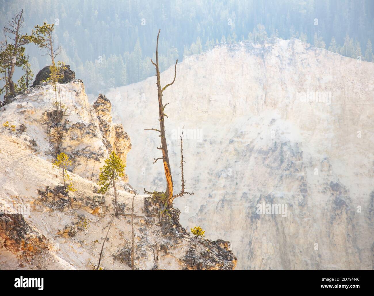 Small Dead Pine Tree Stock Photo - Alamy
