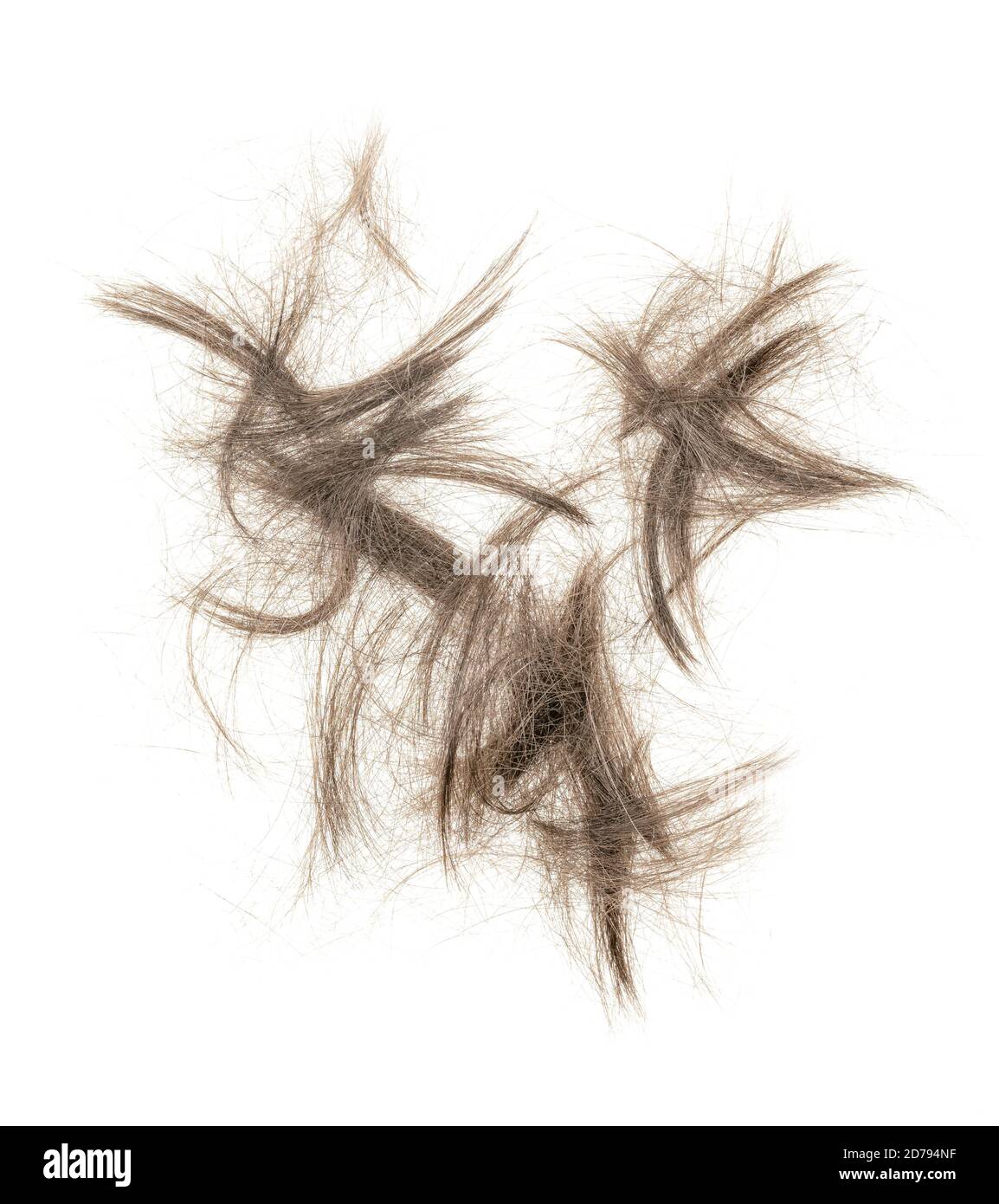 Hair bundle isolated on white background. tuft hair close-up Stock ...