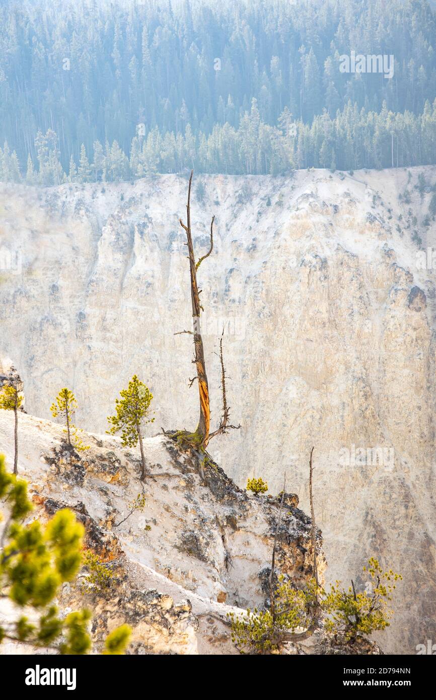 Where grew the tree hi-res stock photography and images - Alamy