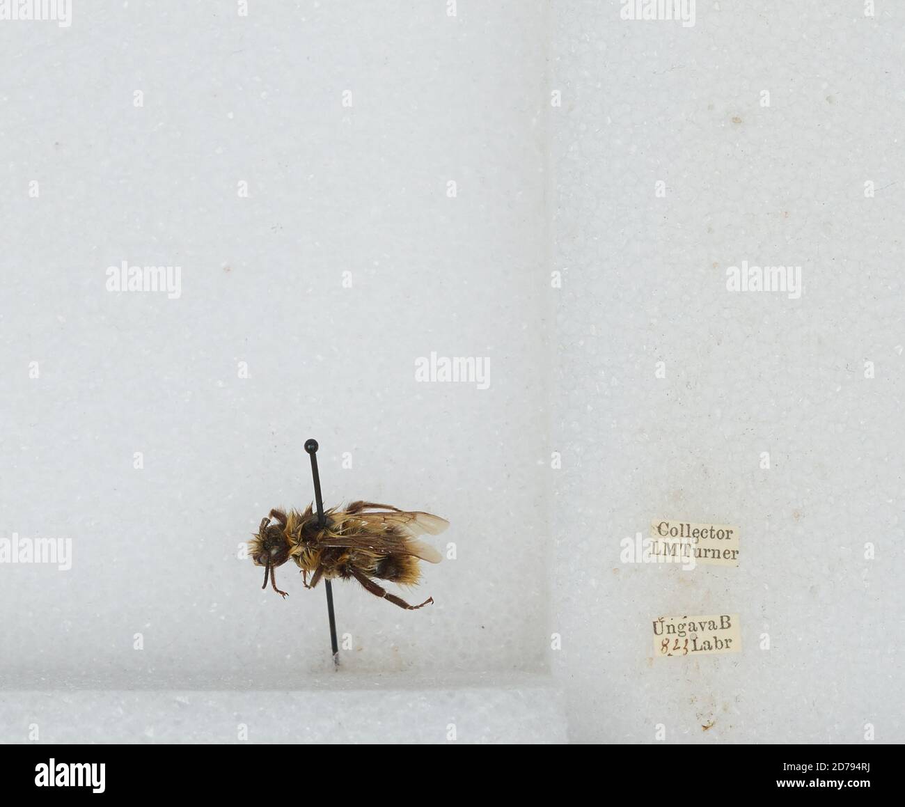 Ungava Bay, Newfoundland and Labrador, Canada, Bombus sp., Animalia ...