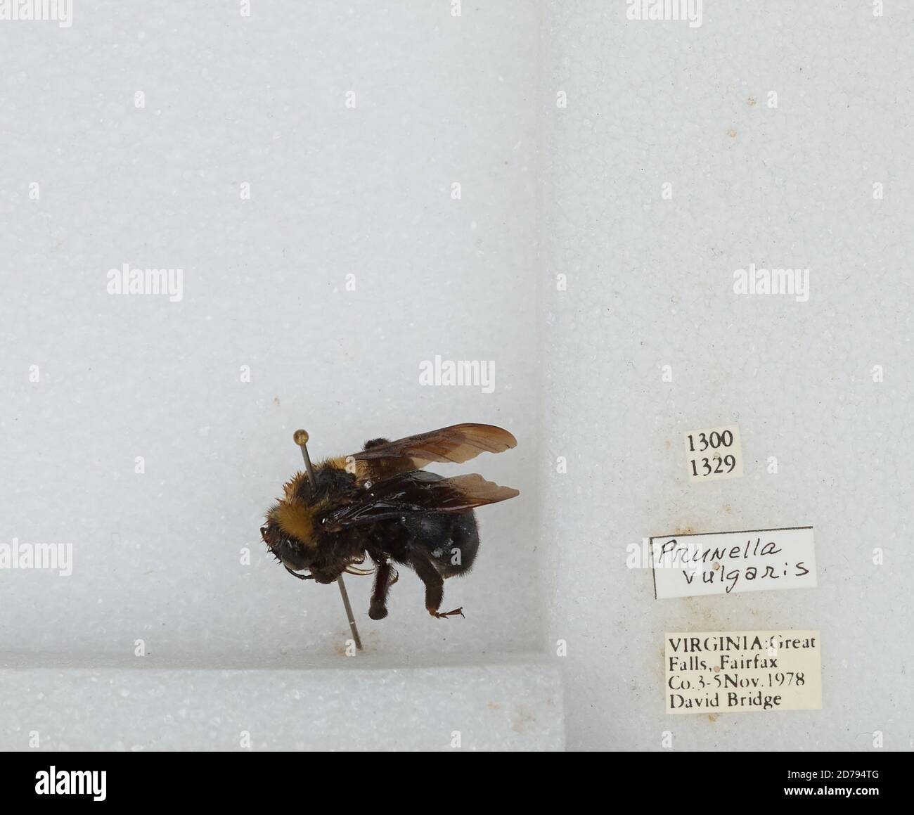 Great Falls, Fairfax, Virginia, United States, Bombus sp., Animalia ...