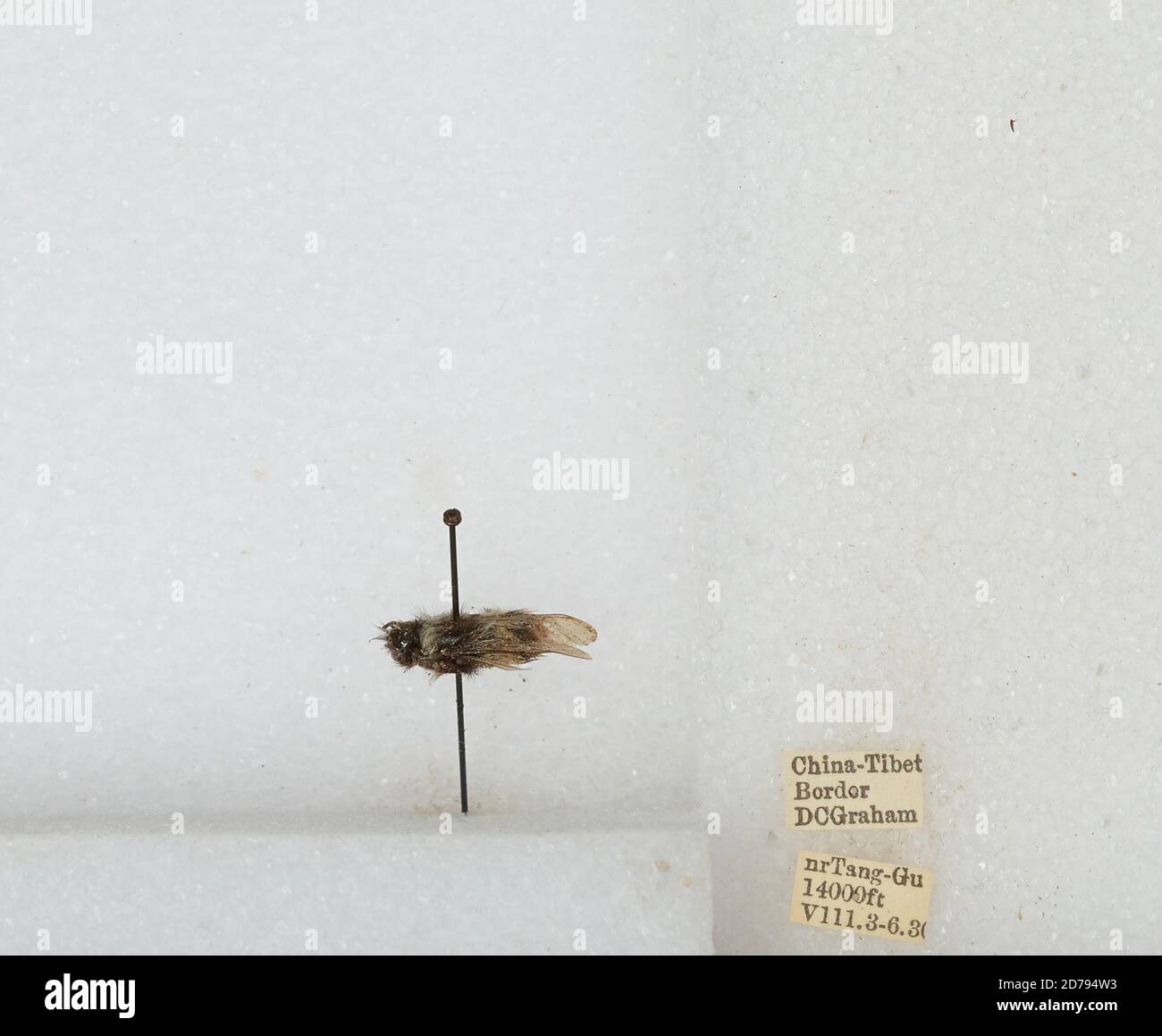 China-Tibet Border near Tang-Gu, Sichuan, China, Bombus sp., Animalia ...