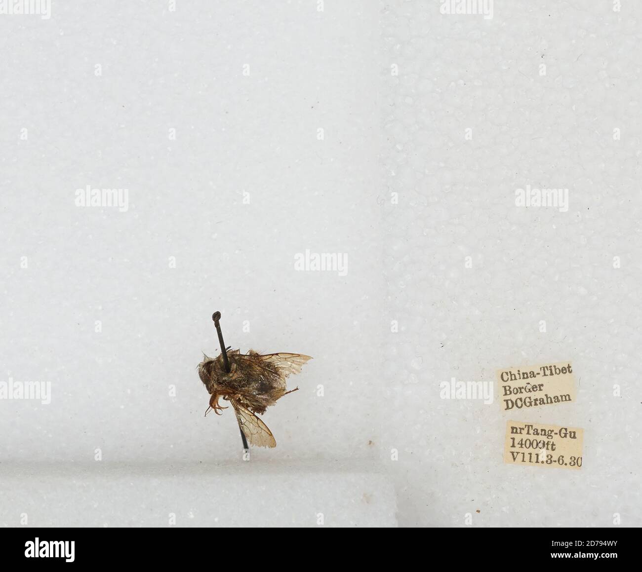 near Tang-Gu, China-Tibet border, China, Bombus sp., Animalia ...