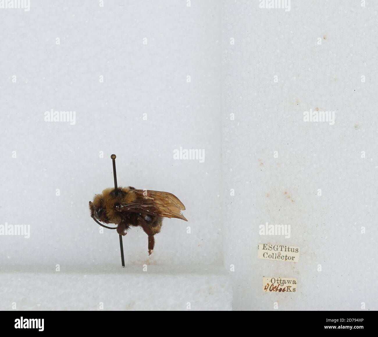 Ottawa, Franklin, Kansas, United States, Bombus sp., Animalia ...