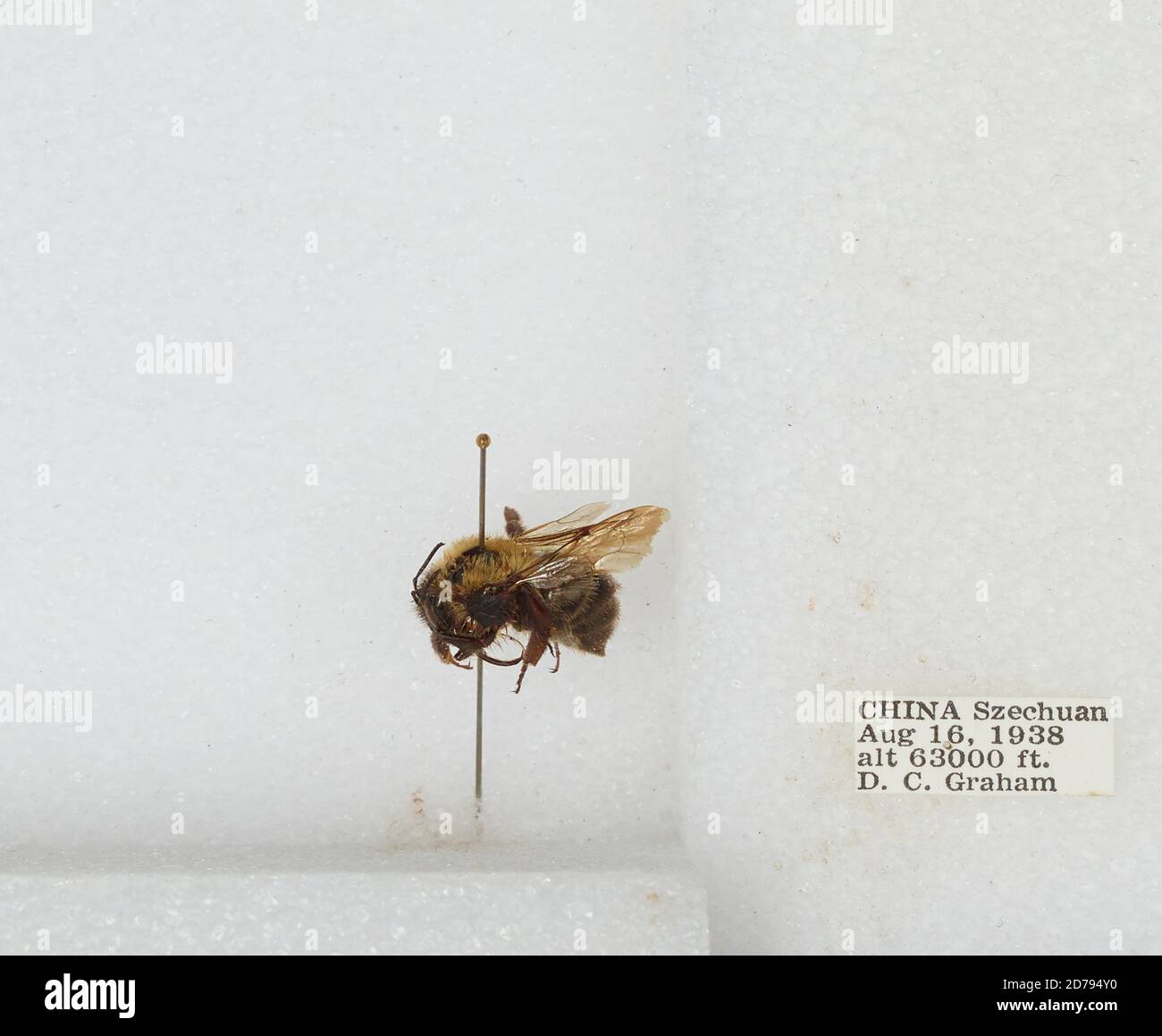 Sichuan, China, Bombus sp., Animalia, Arthropoda, Insecta, Hymenoptera ...