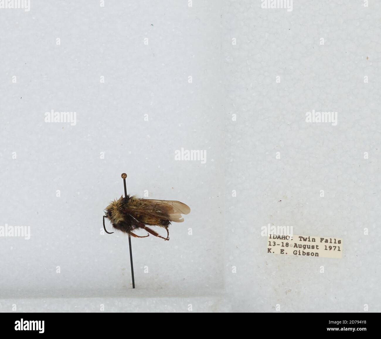 Twin Falls, Idaho, United States, Bombus sp., Animalia, Arthropoda ...