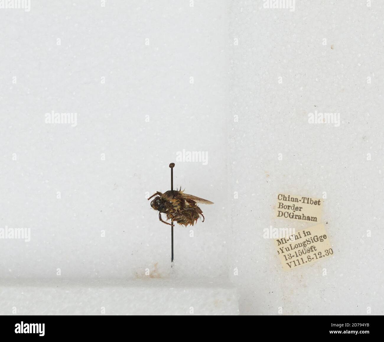 China-Tibet Border, Mi-Chi in Yu Long Si Gorge, China, Bombus sp ...