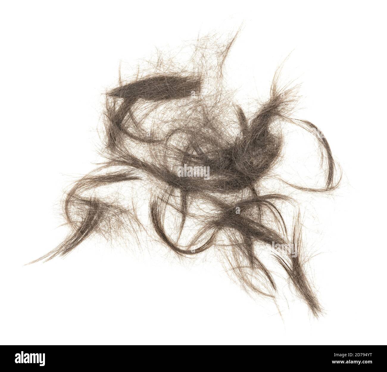 Hair bundle isolated on white background. tuft hair close-up Stock ...