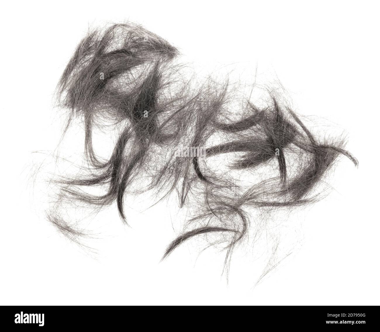Hair bundle isolated on white background. tuft hair close-up Stock ...