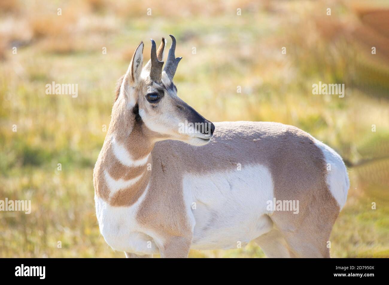 Pronghorn Antelope Buck Stock Photo - Alamy