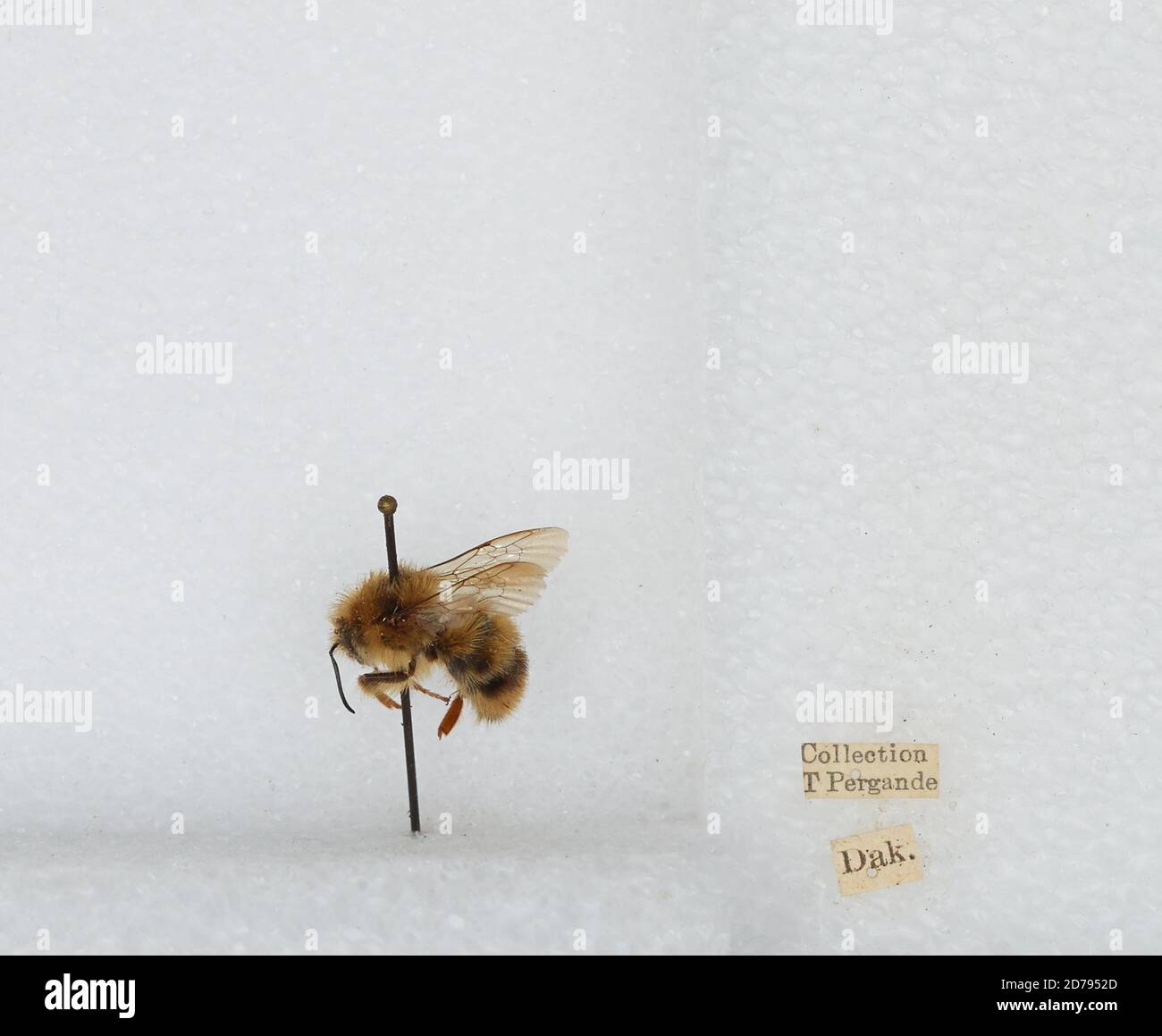 Bombus sp., Animalia, Arthropoda, Insecta, Hymenoptera, Apidae, Apinae ...