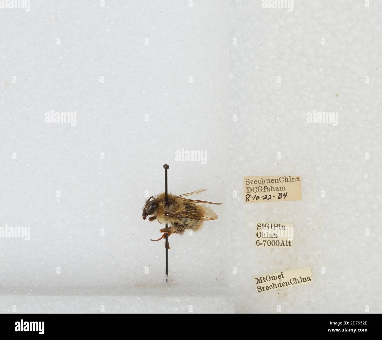Si Gi Pin Mt Emei, Sichuan, China, Bombus sp., Animalia, Arthropoda ...