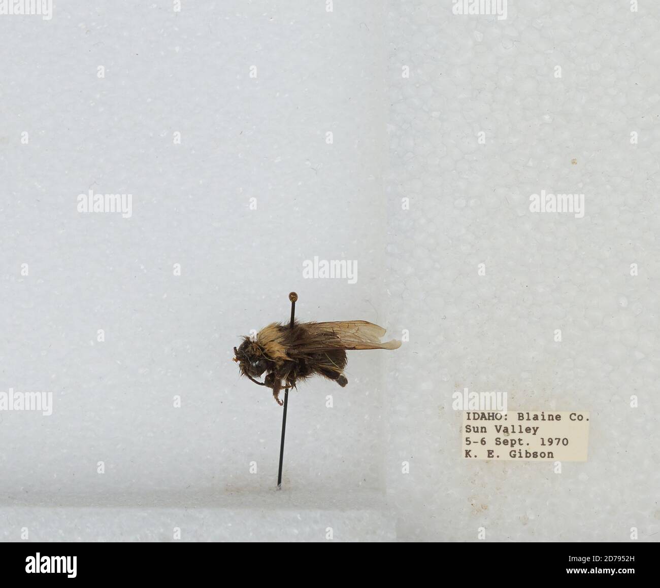 Sun Valley, Blaine, Idaho, United States, Bombus sp., Animalia ...