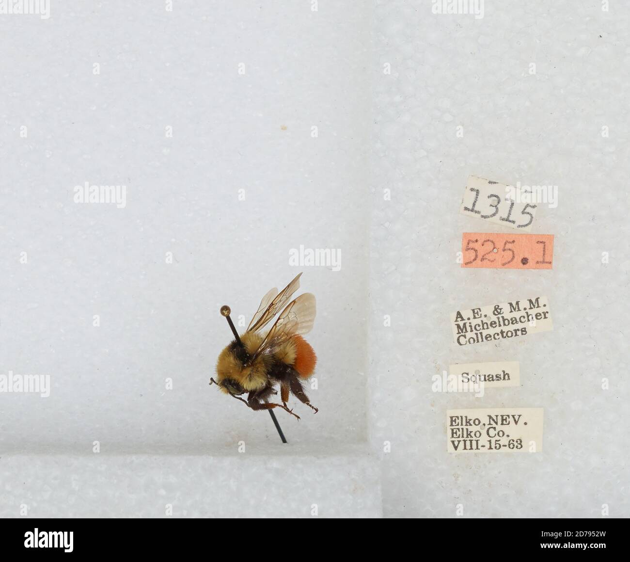 Elko, Nevada, United States, Bombus sp., Animalia, Arthropoda, Insecta ...