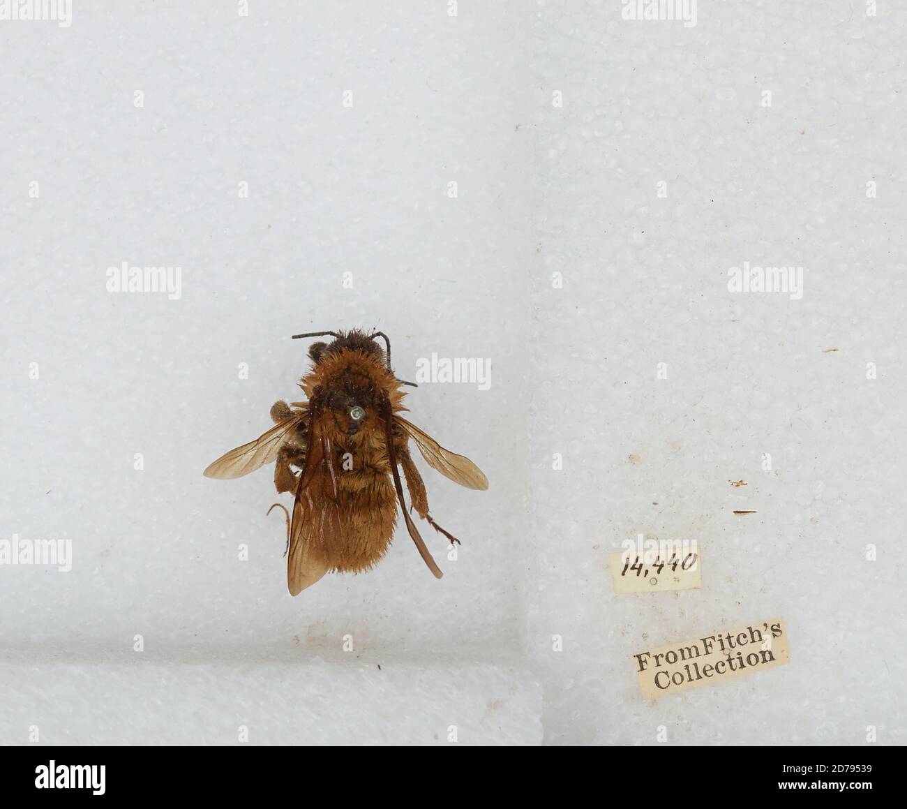 Bombus sp., Animalia, Arthropoda, Insecta, Hymenoptera, Apidae, Apinae ...