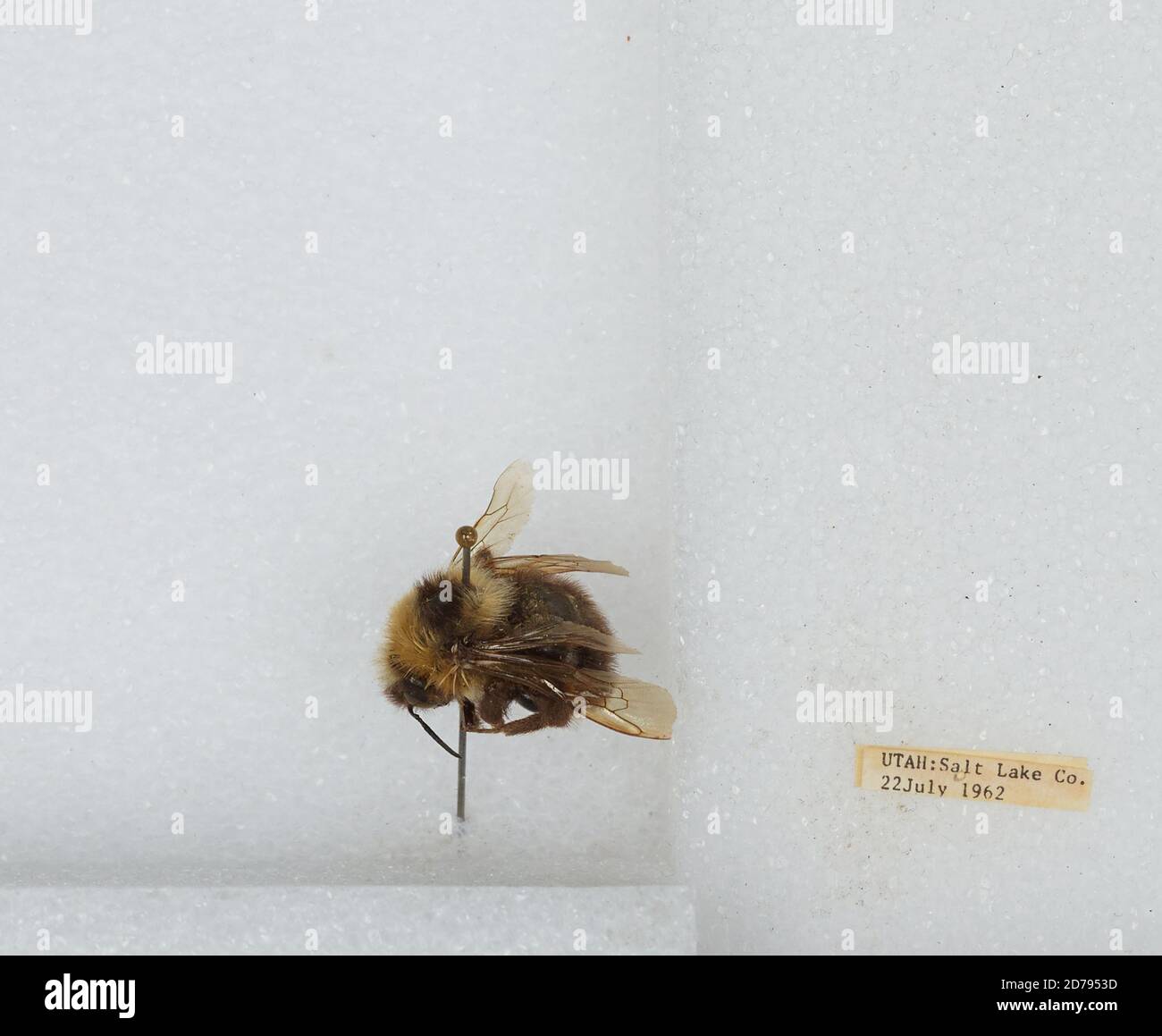 Salt Lake, Utah, United States, Bombus sp., Animalia, Arthropoda ...