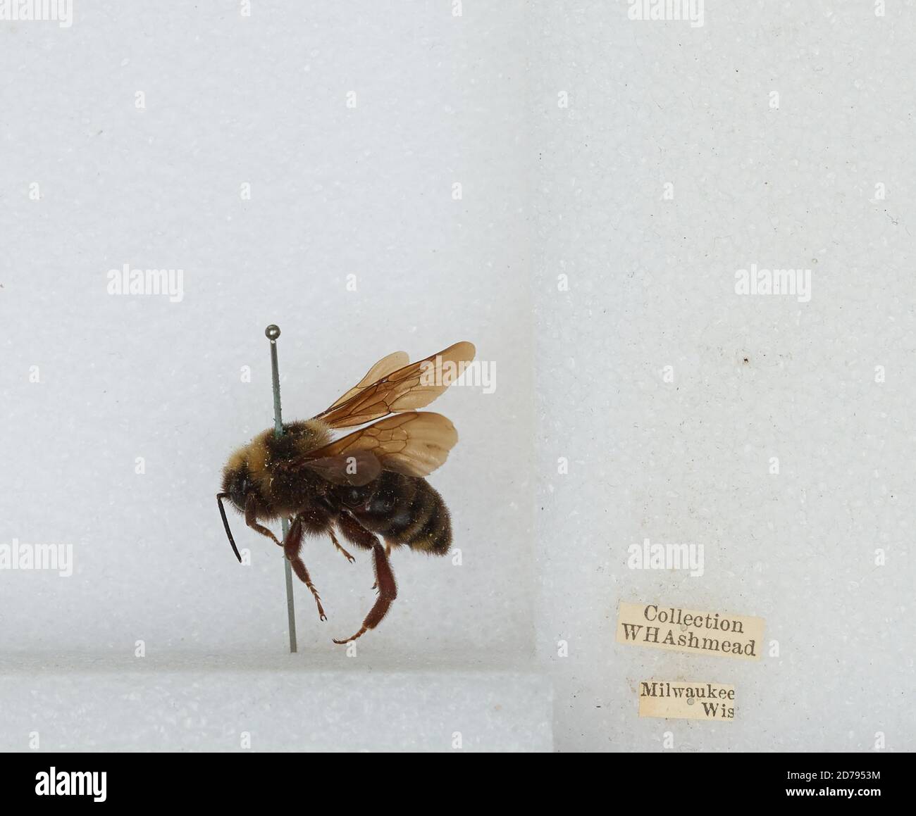 Milwaukee, Wisconsin, United States, Bombus (Psithyrus) variabilis ...