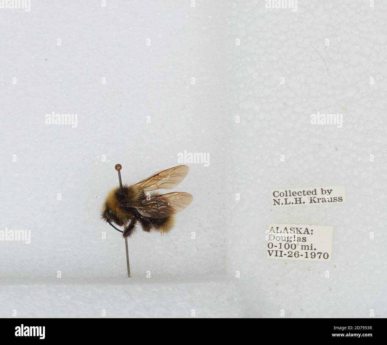 Douglas, Juneau, Alaska, United States, Bombus sp., Animalia ...