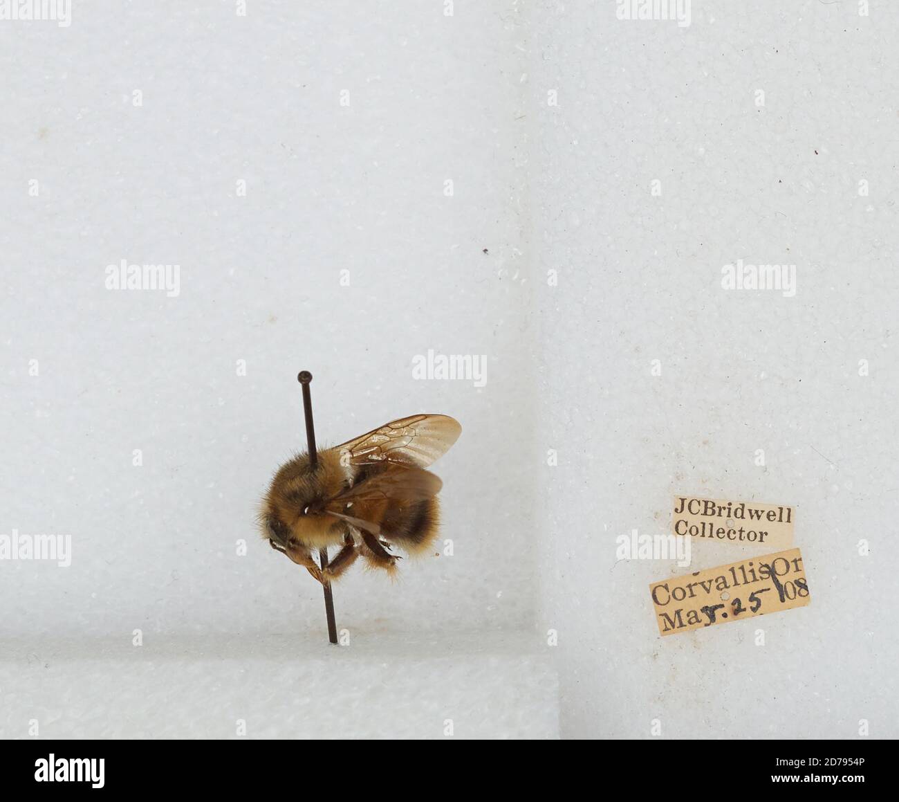 Corvallis, Benton, Oregon, United States, Bombus sp., Animalia ...