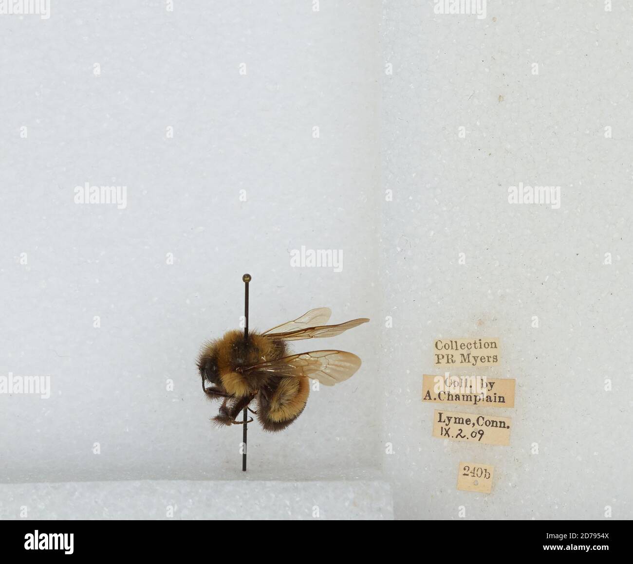 Lyme, New London, Connecticut, United States, Bombus sp., Animalia ...