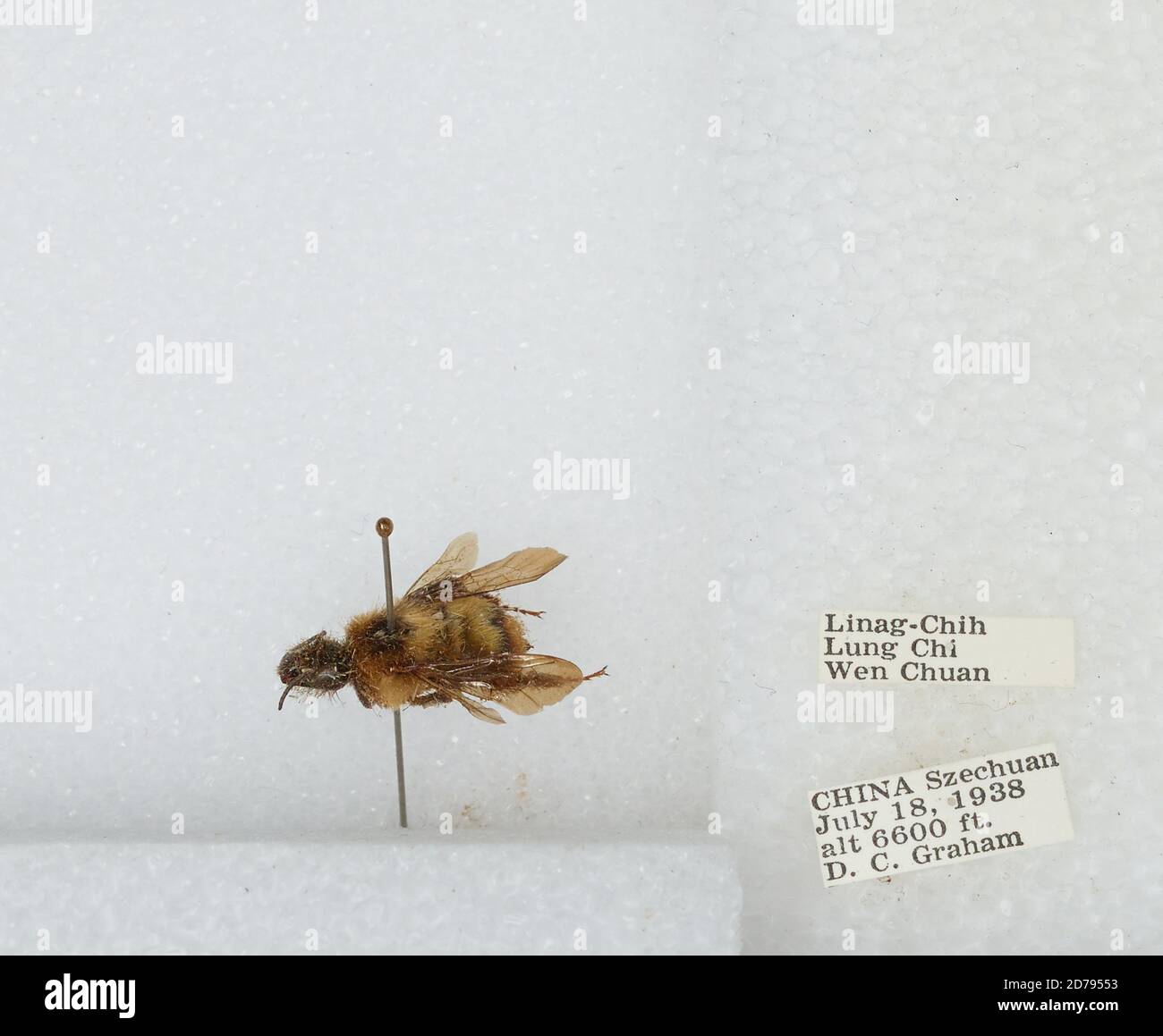 Linag-Chih Lung Chi Wen Chuan, Sichuan, China, Bombus sp., Animalia ...