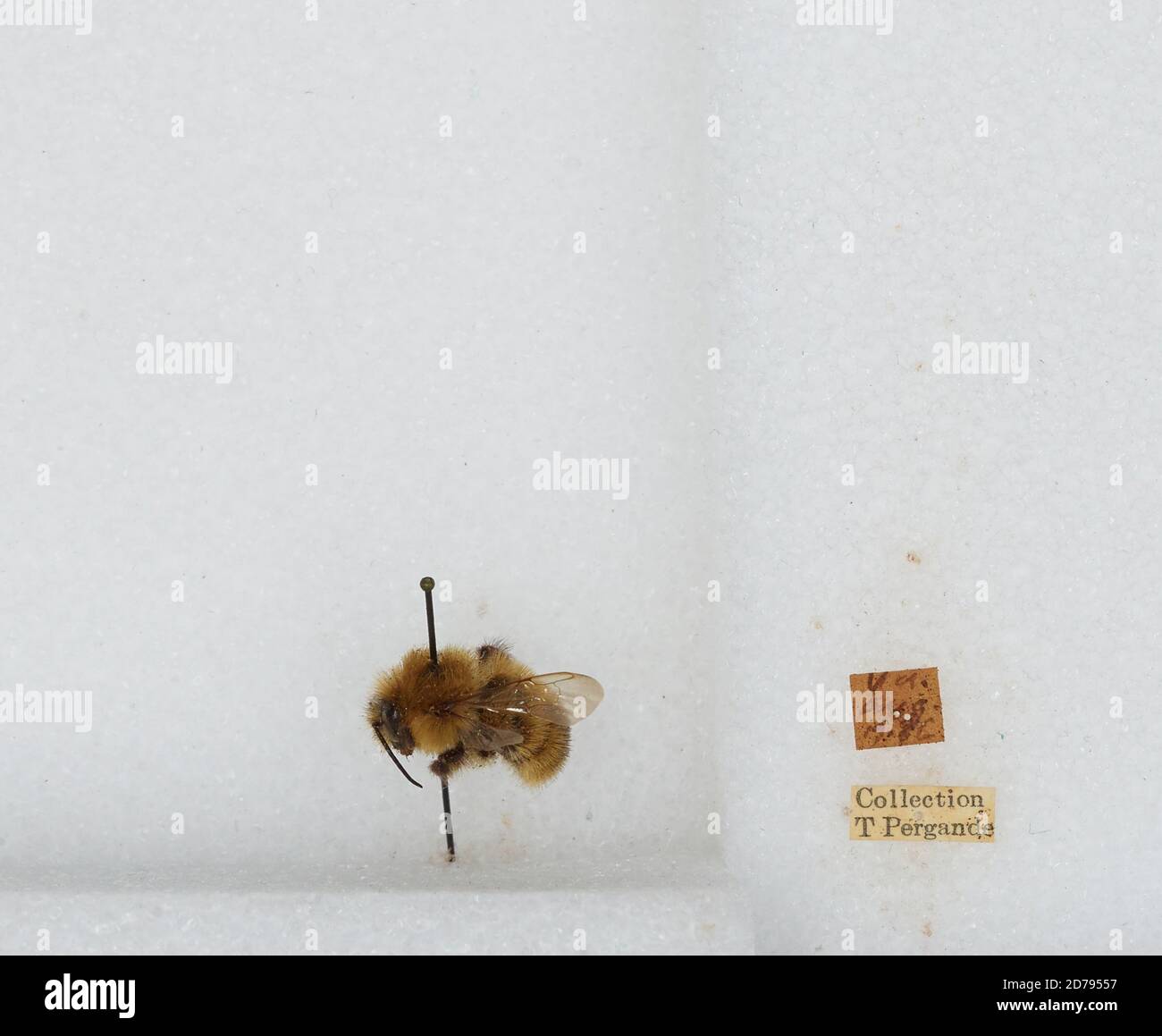 Virginia, United States, Bombus sp., Animalia, Arthropoda, Insecta ...