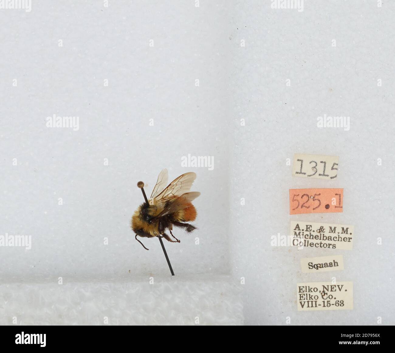 Elko, Nevada, United States, Bombus sp., Animalia, Arthropoda, Insecta ...