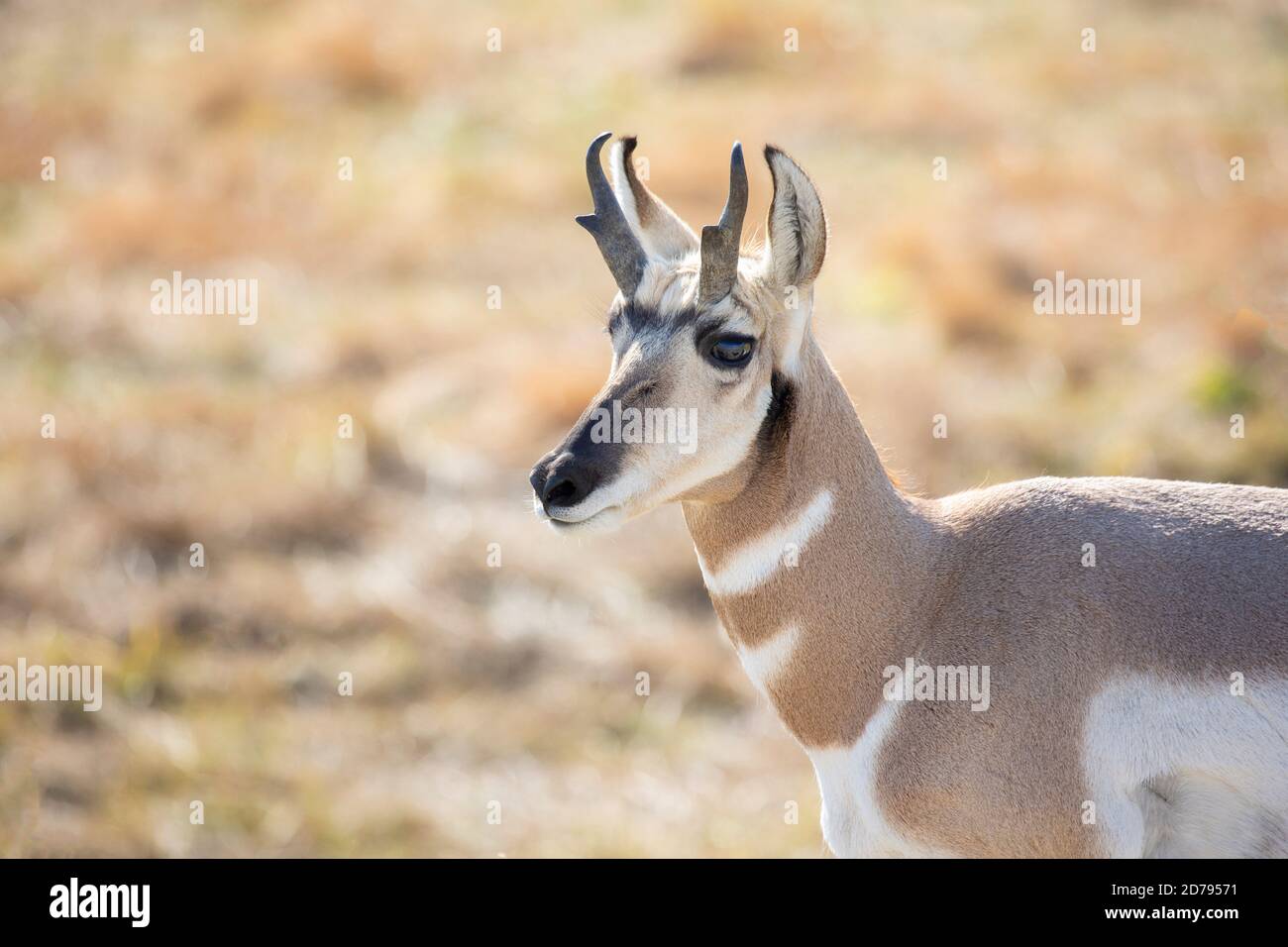 Pronghorn Antelope Buck Stock Photo - Alamy