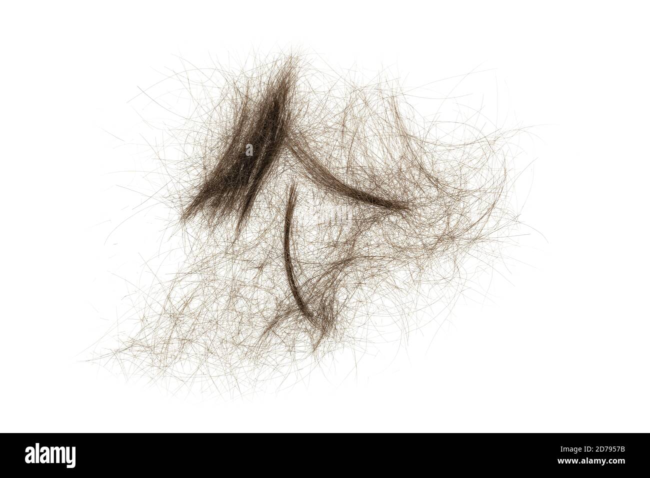 Hair bundle isolated on white background. tuft hair close-up Stock ...