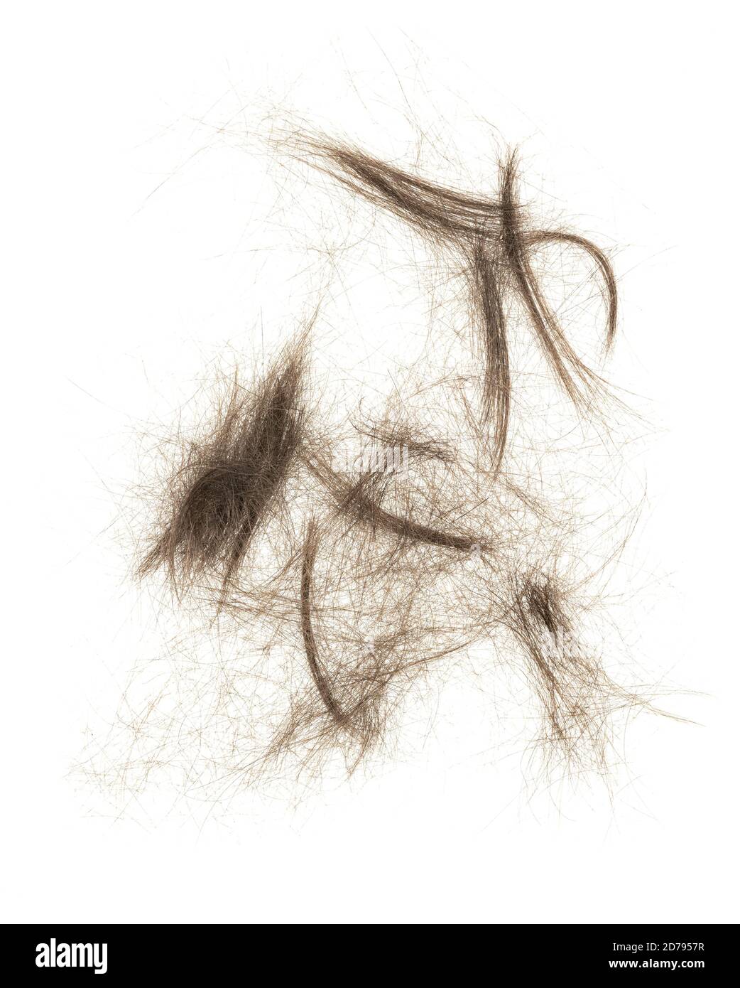 Hair bundle isolated on white background. tuft hair close-up Stock ...