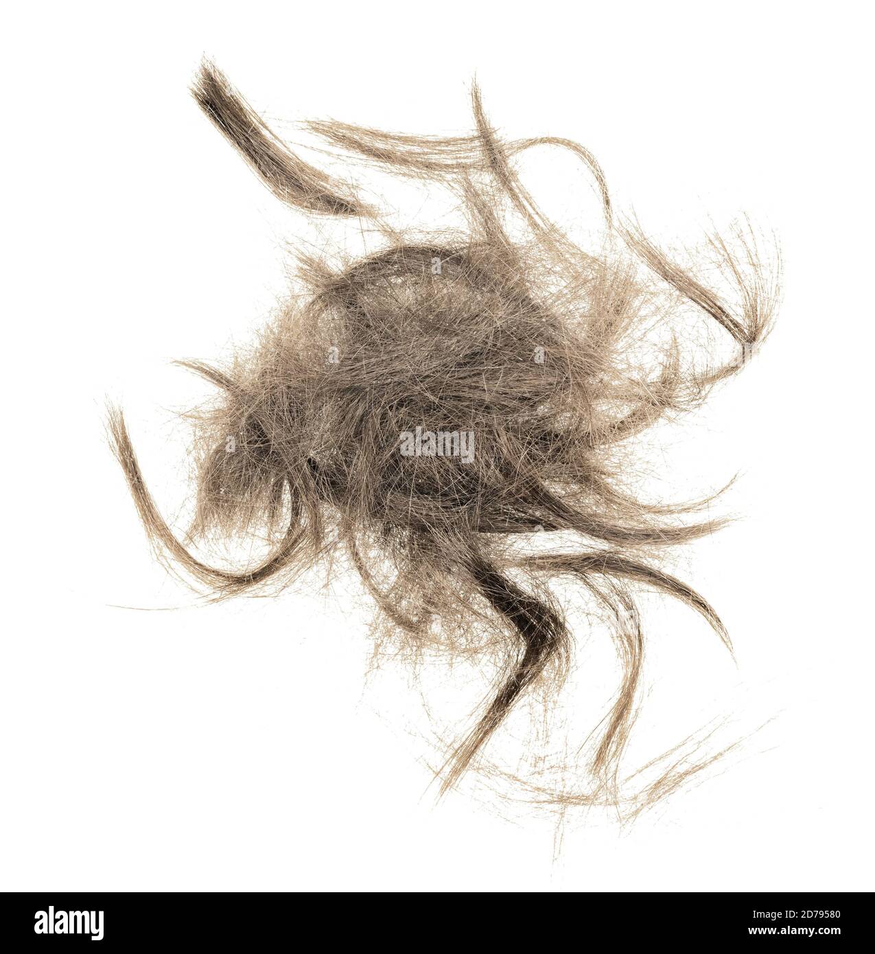 Hair bundle isolated on white background. tuft hair close-up Stock ...