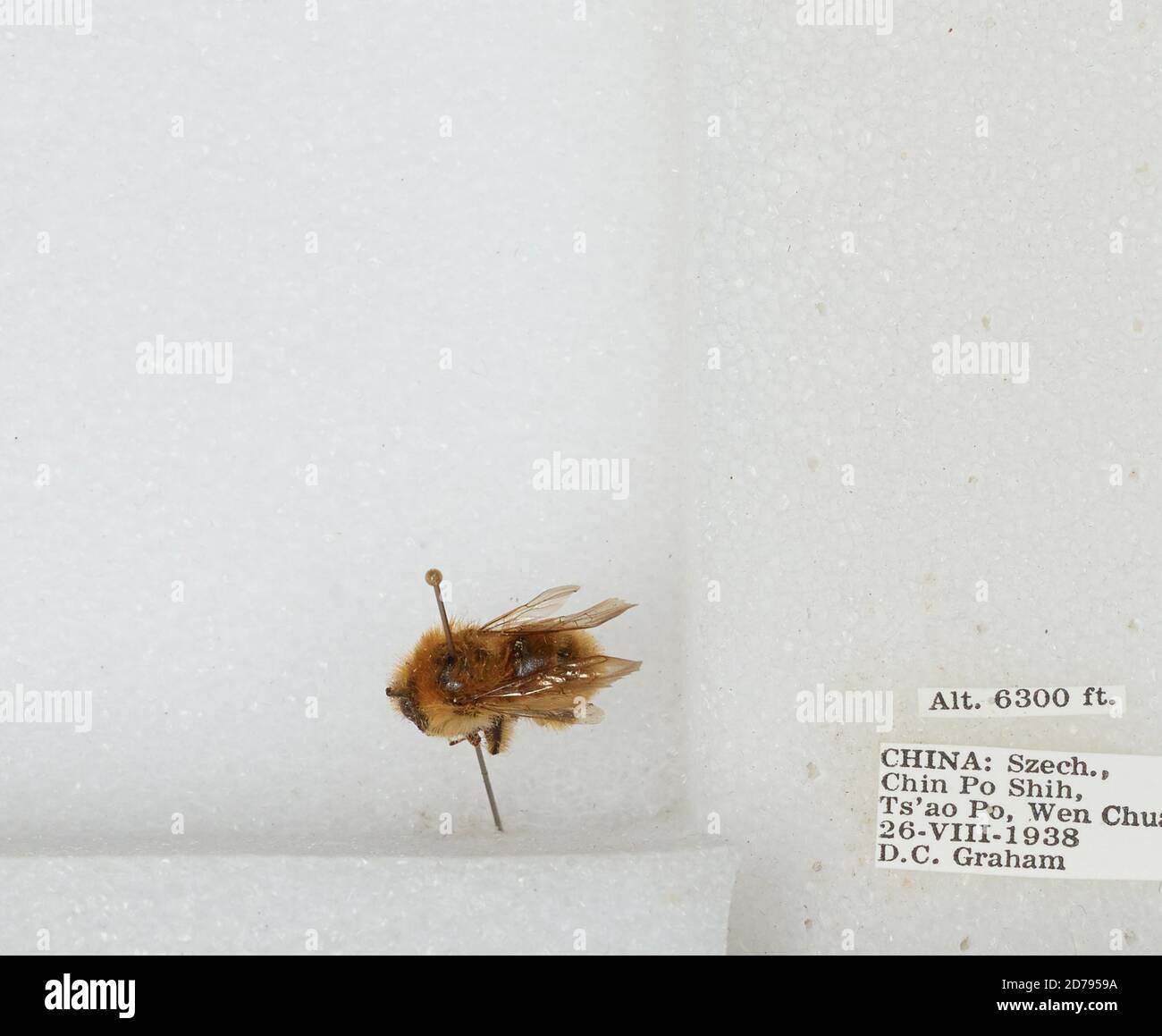 Chin Po Shih, Ts'ao Po, Wenchuan Xian, Sichuan, China, Bombus sp ...