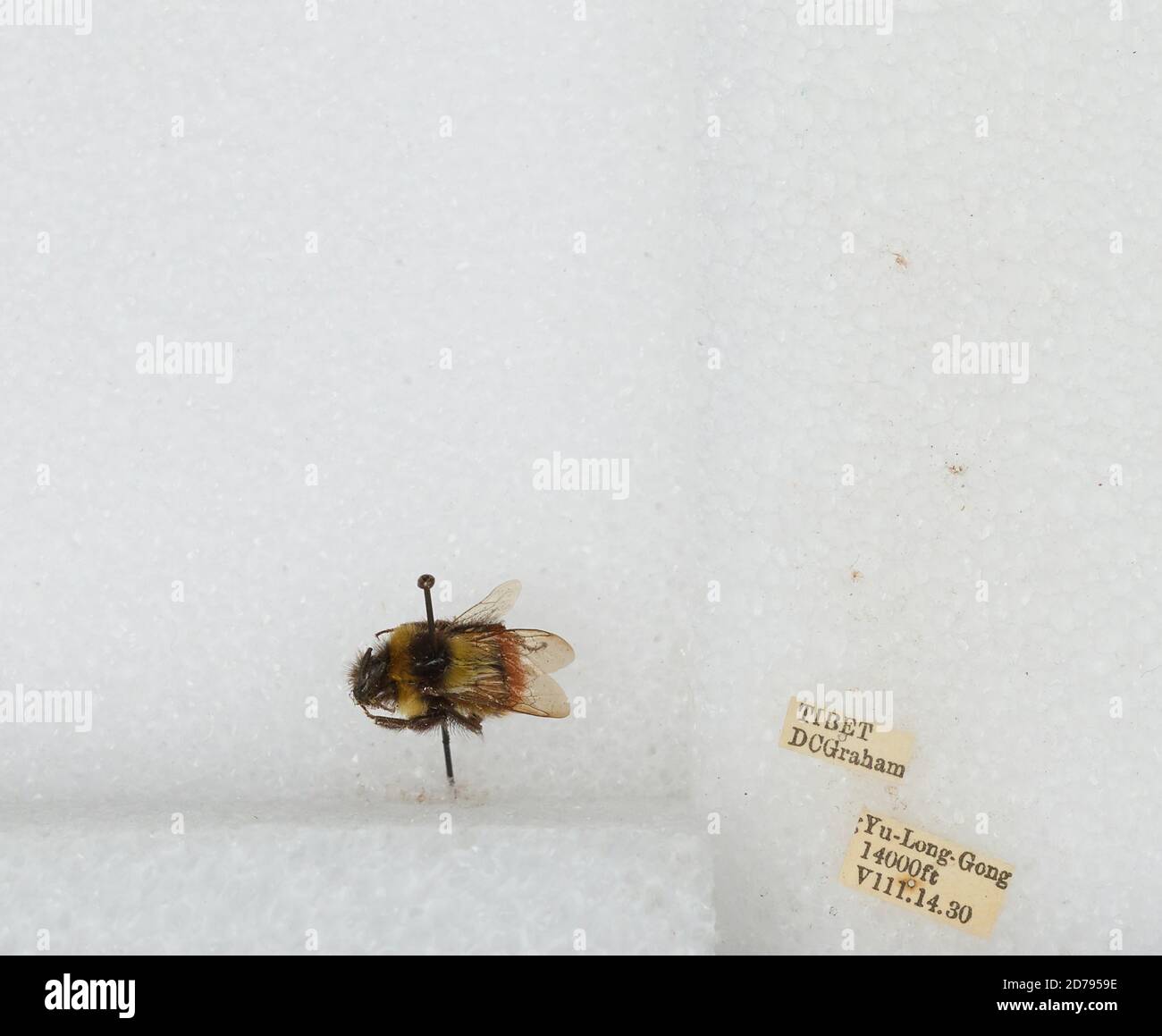 Yu-Long-Gong, Tibet Autonomous Region, China, Bombus sp., Animalia ...
